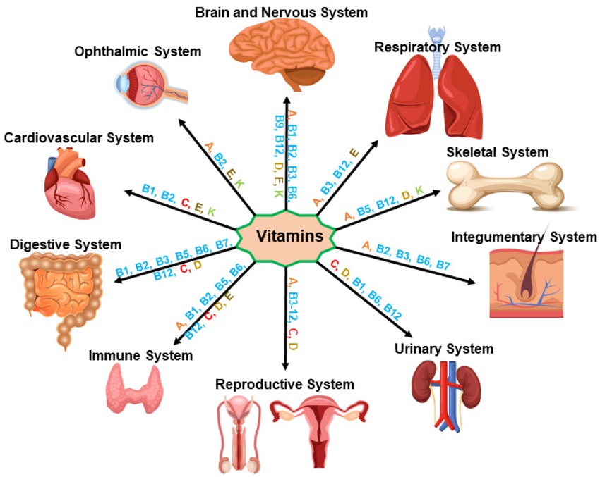 An In-Depth Examination of Vitamins and Their Role in Bodily Function ...