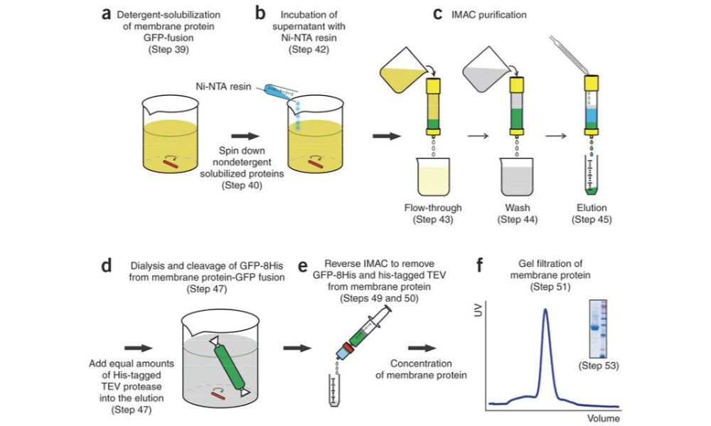 How Clear Protein Isolate Is Made: Step-by-Step Explanation ...